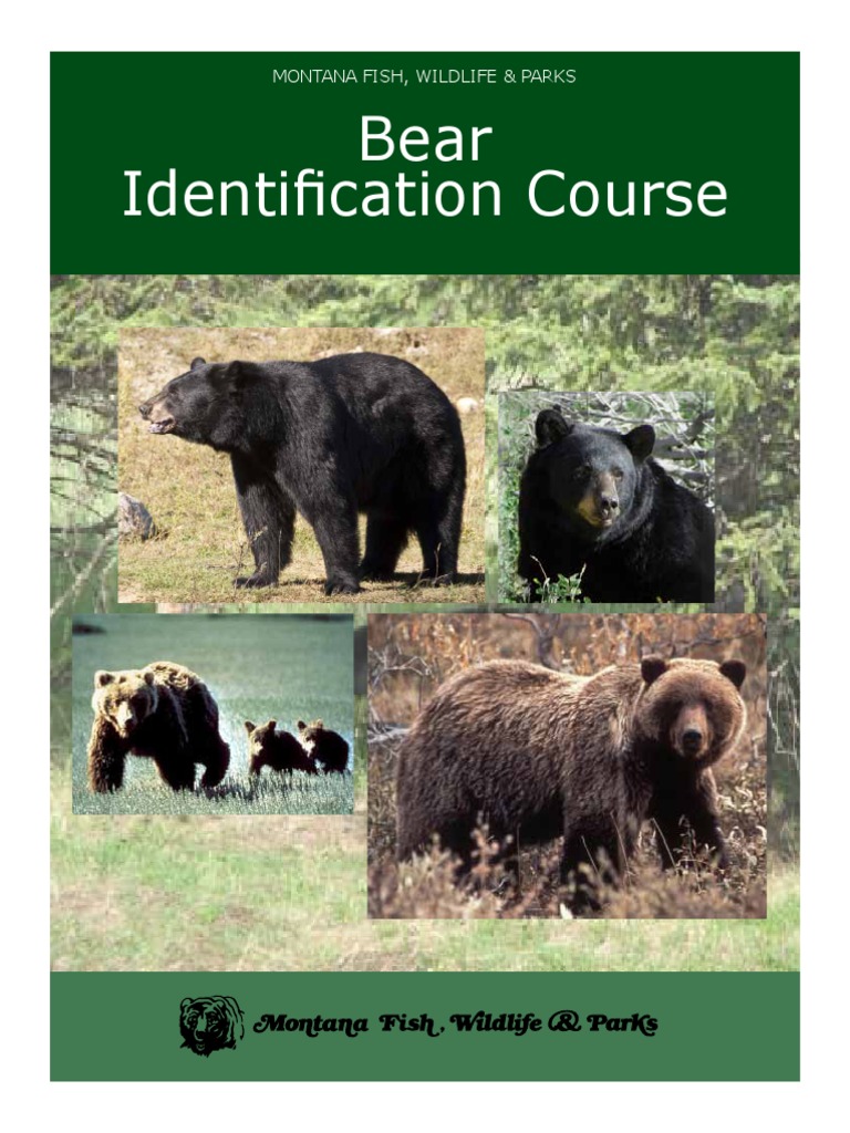 Bear Identification Course: Montana Fish, Wildlife & Parks | PDF ...