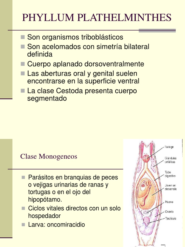 Phyllum Plathelminthes | PDF | Pescado | Anatomía