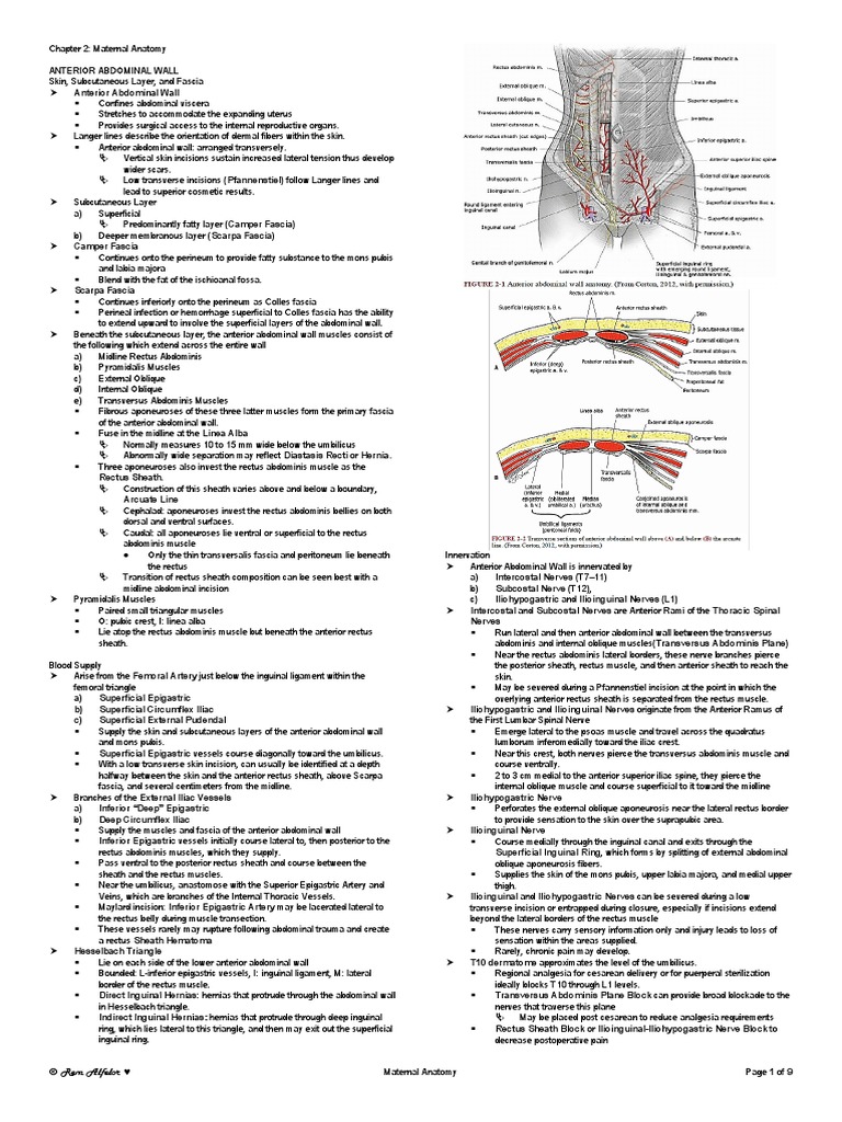 Chapter 2 Maternal Anatomy | PDF | Abdomen | Vagina