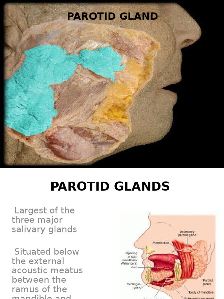 Parotid Gland | PDF | Primate Anatomy | Anatomy