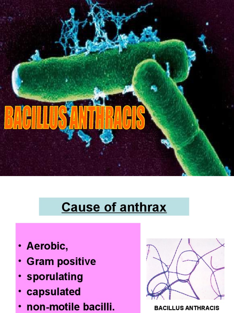 Bacillus Anth Rac Is | PDF | Anthrax | Veterinary Medicine