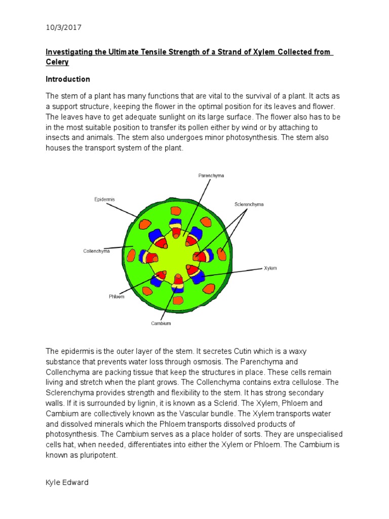 Celery Lab | PDF | Plant Stem | Plants