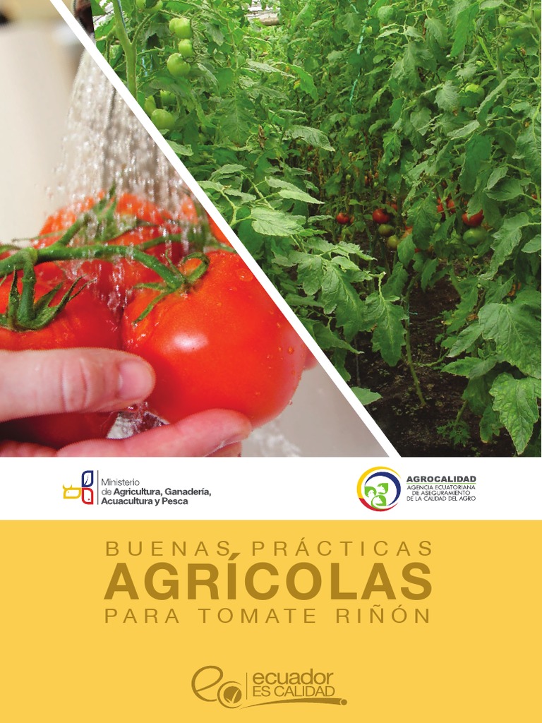 Guia Tomate Rinon Final | PDF | Riego | Agua