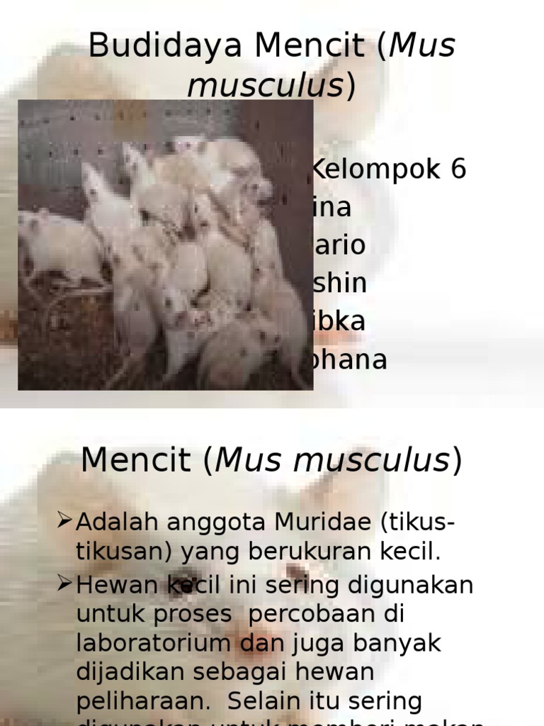 Mencit | PDF