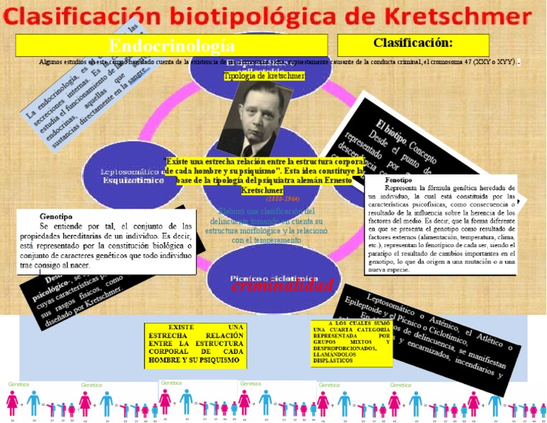 Biótipo Clasificación Biotipológica De Kretschmer Infografía
