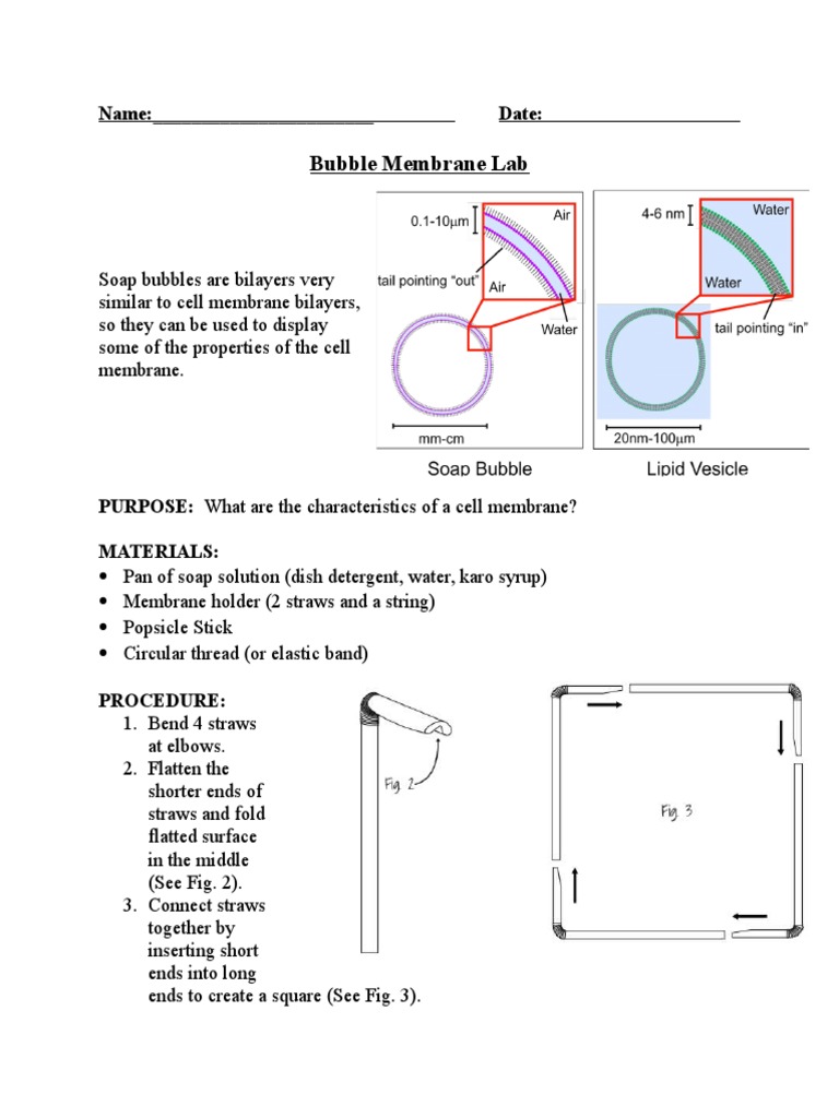Bubble Membrane Lab | PDF