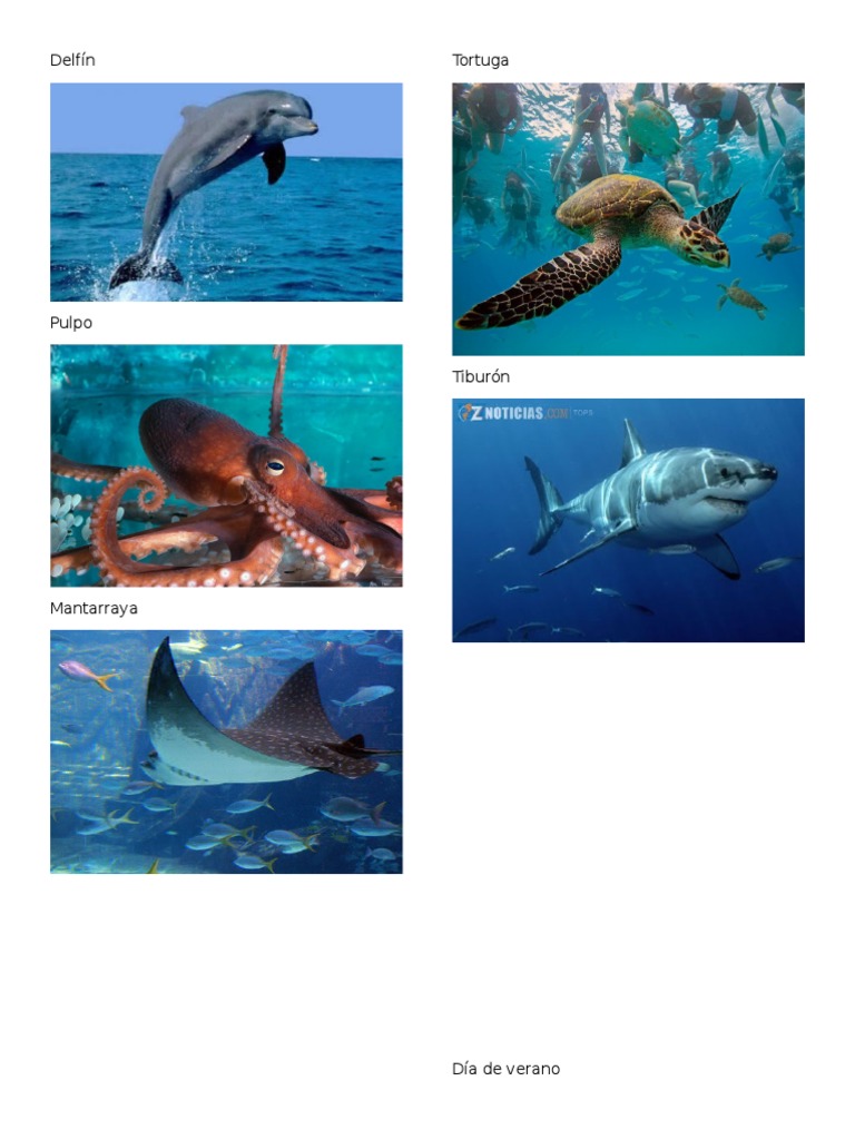 5 Animales Acuaticos