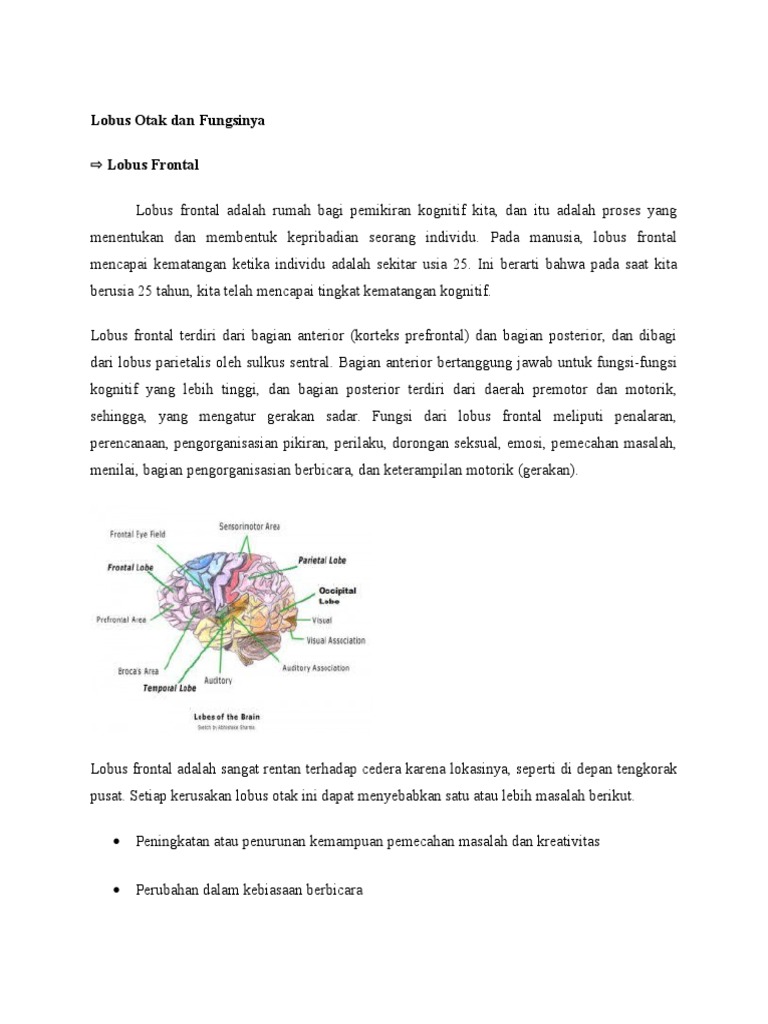 Lobus Otak Dan Fungsinya | PDF