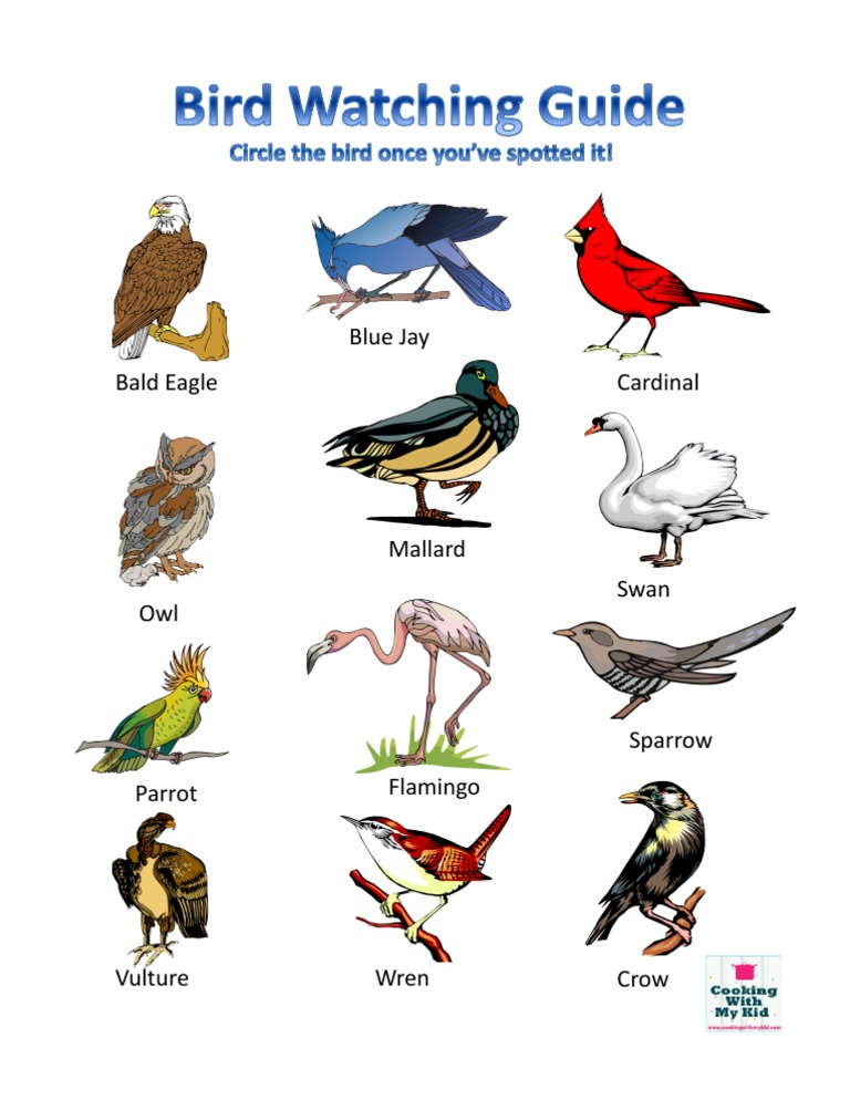 Bird Watching Guide | PDF