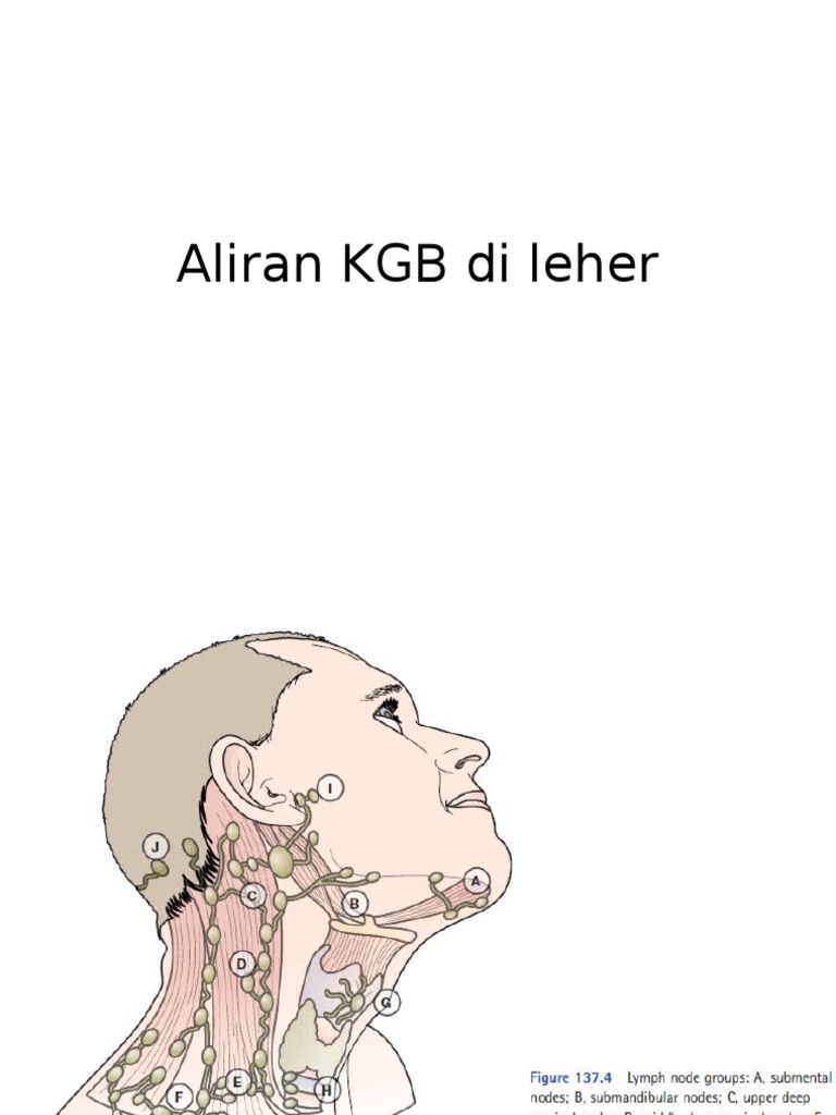 KGB Neck Lymph Node Levels | PDF | Neck | Zoology
