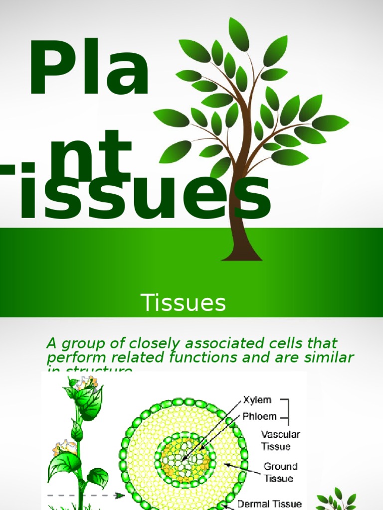 Plant Tissues | PDF | Tissue (Biology) | Plant Stem