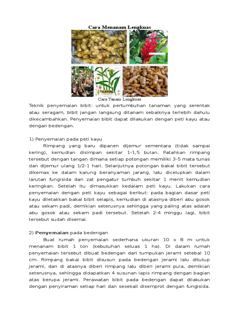 Cara Menanam Lengkuas | PDF