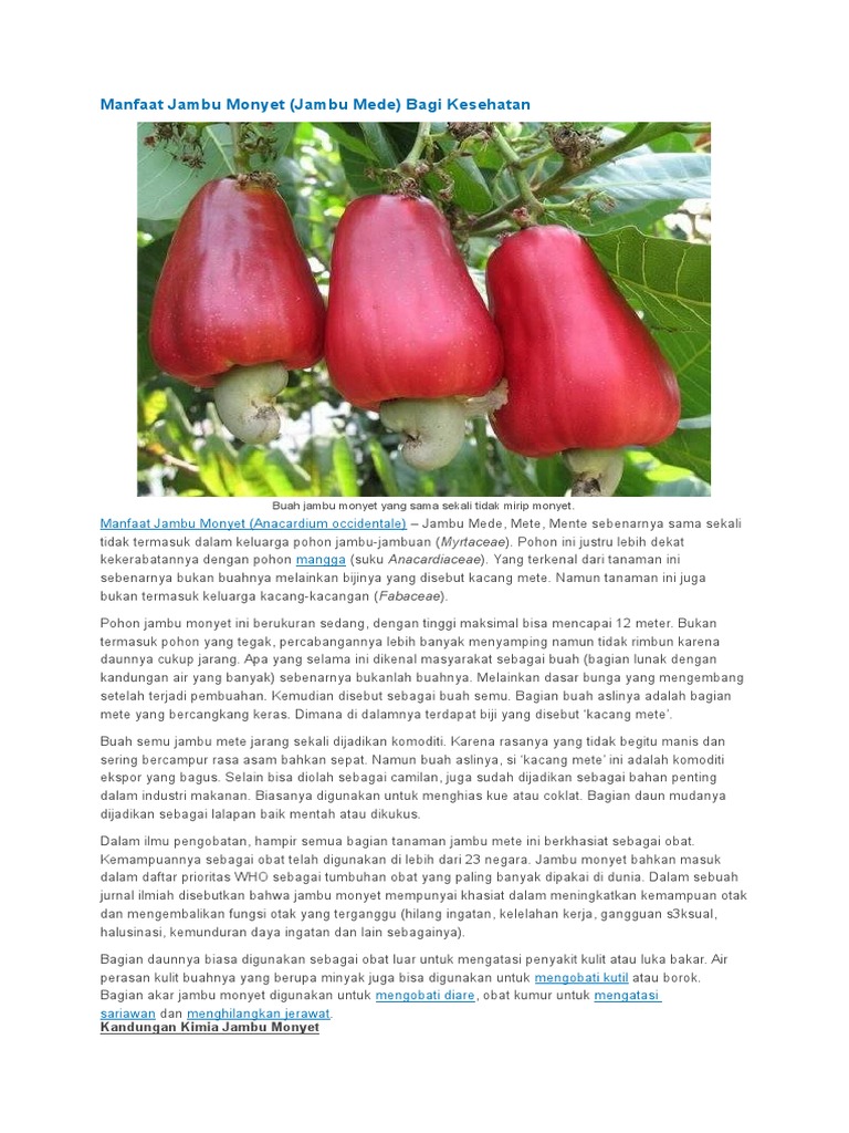 Manfaat Jambu Monyet | PDF