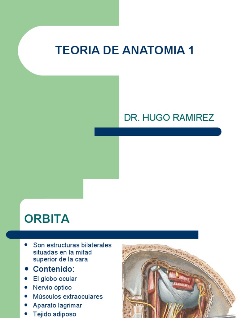 Anatomia de la Orbita