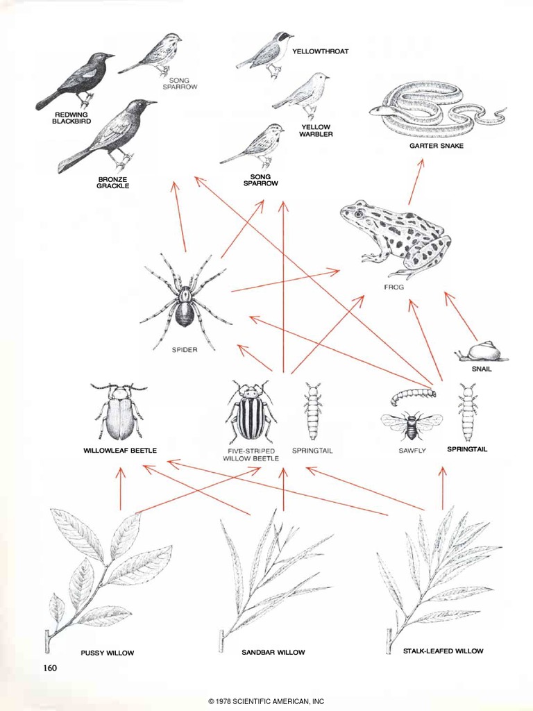 The Evolution of Ecological Systems | PDF | Island | Evolution