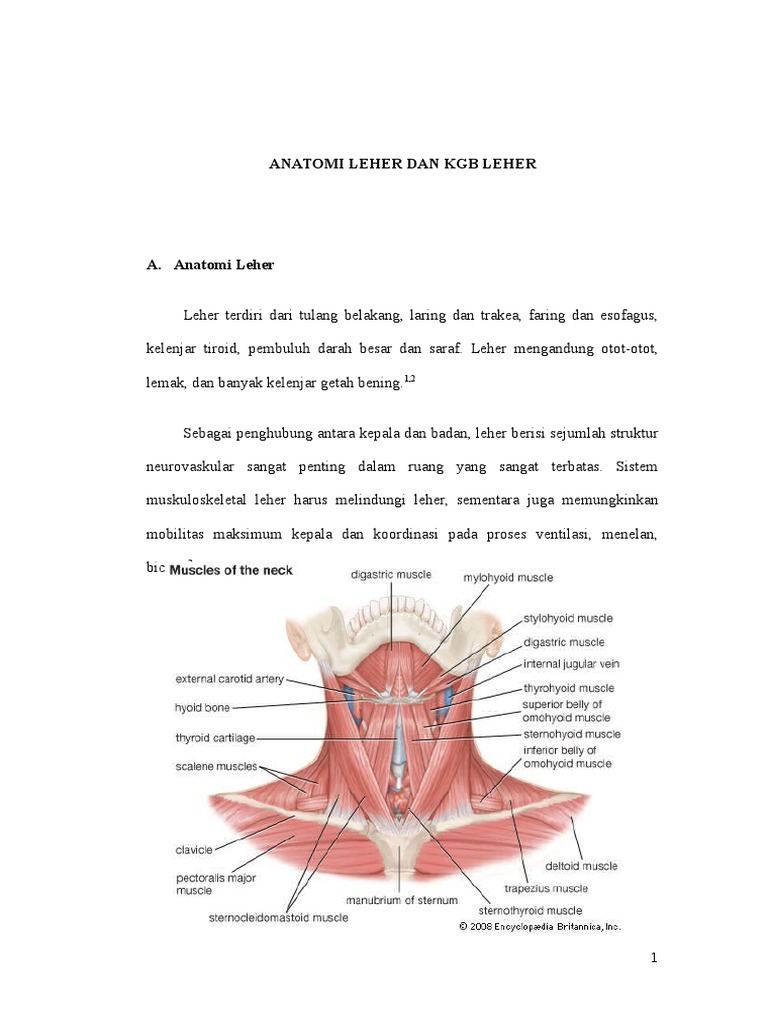 Anatomi Leher Dan KGB