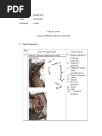 Morfologi Dan Anatomi Kodok | PDF