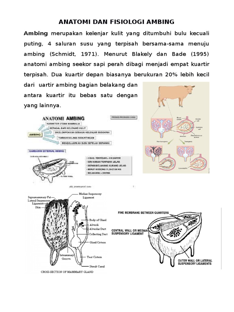 Anatomi Dan Fisiologi Ambing | PDF