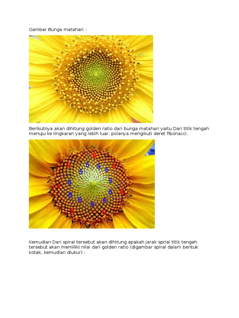 Golden Ratio Bunga Matahari | PDF