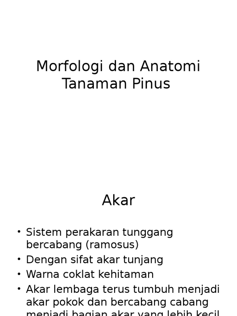 Morfologi Dan Anatomi Tanaman Pinus | PDF