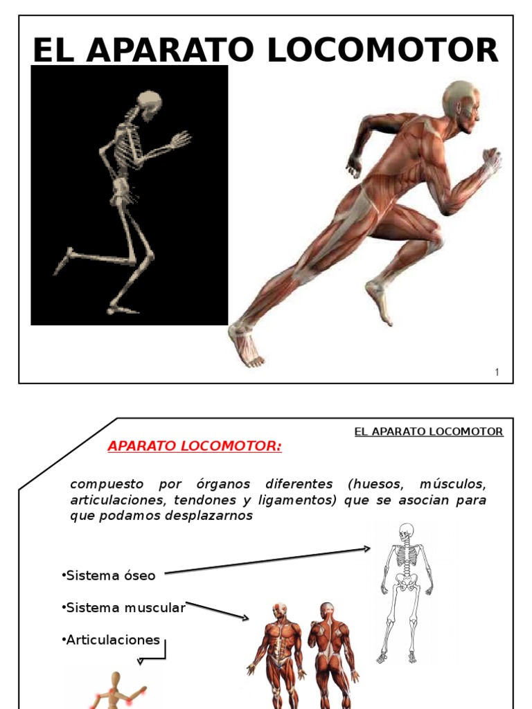 Aparato Locomotor | Sistema musculoesquelético humano | Articulación
