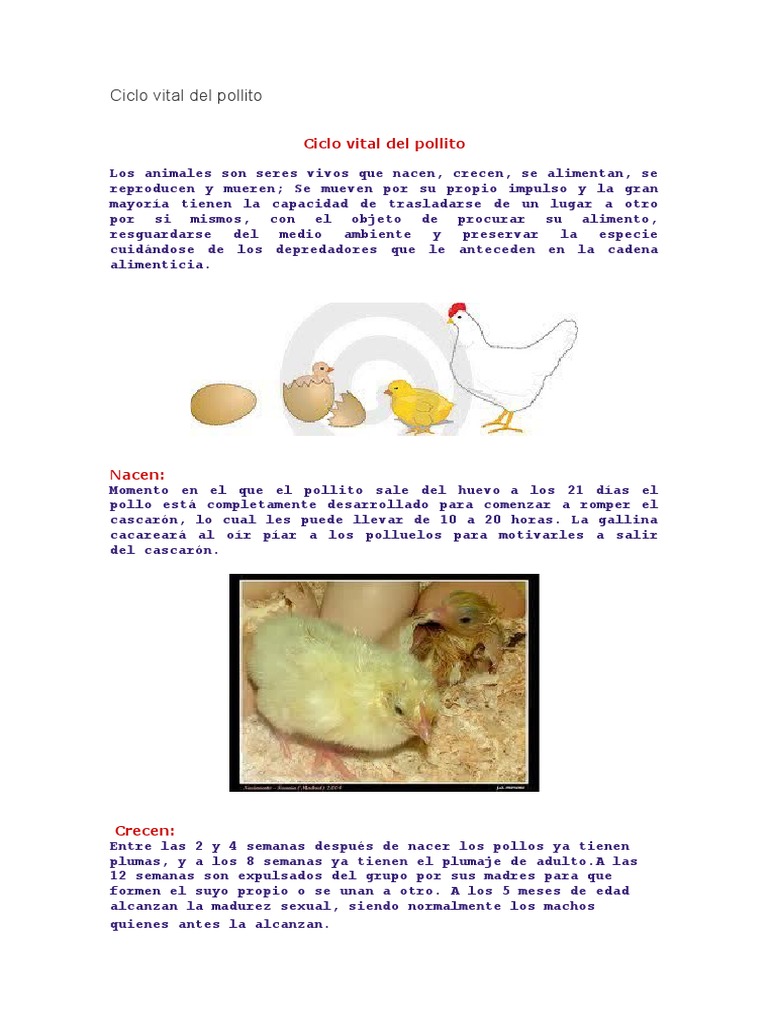 Ciclo vital del pollito para niños | PDF