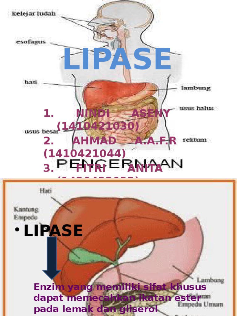 LIPASE | PDF