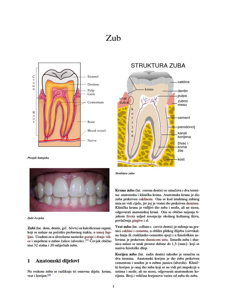 Zub | PDF