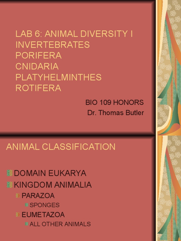 Lab 6: Animal Diversity I Invertebrates Porifera Cnidaria ...