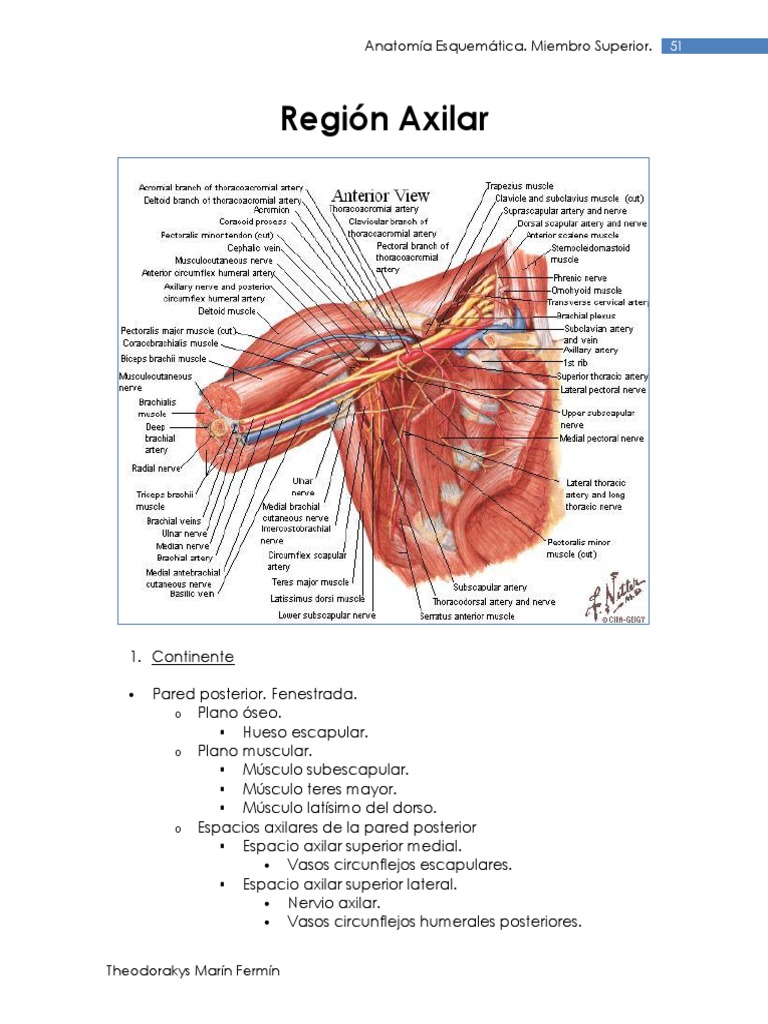 Región Axilar | PDF | Extremidades (anatomía) | Anatomía humana