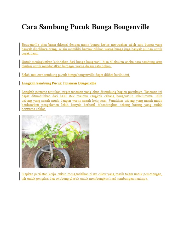 Wajib Tahu! 44+ Cara Menyambung Tanaman Bunga Kertas yang Banyak Dicari - Informasi Seputar ...
