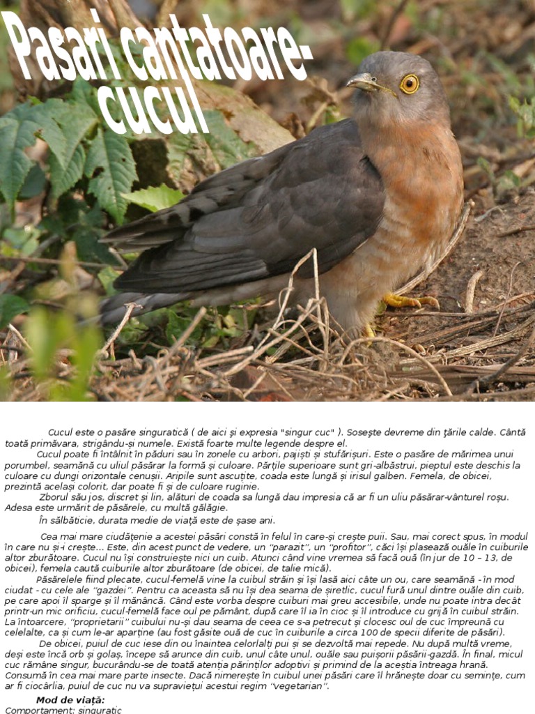 Cucul | PDF