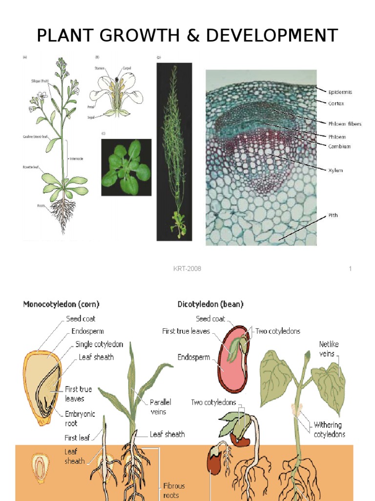 Bab 7-Plant Growth & Development | PDF | Griya & Taman | Kesehatan Holistik