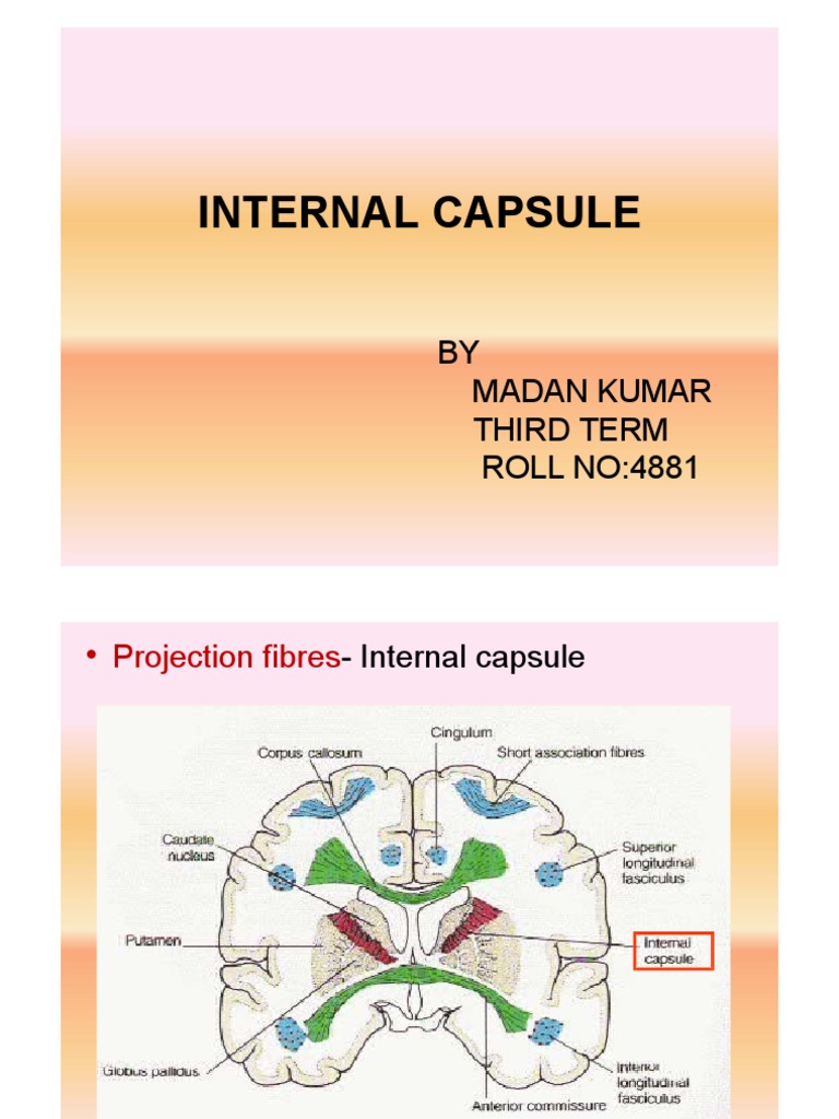 Internal Capsule.pptx | Thalamus | Anatomy