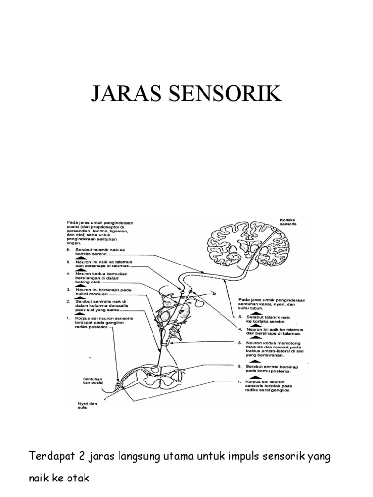 Jaras Saraf Dan Jaras Motorik Saraf Kranialis | PDF