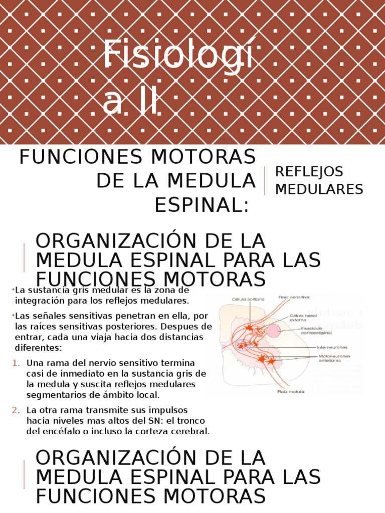 Funciones Motoras de La Medula Espinal | PDF | Materia gris | Médula espinal