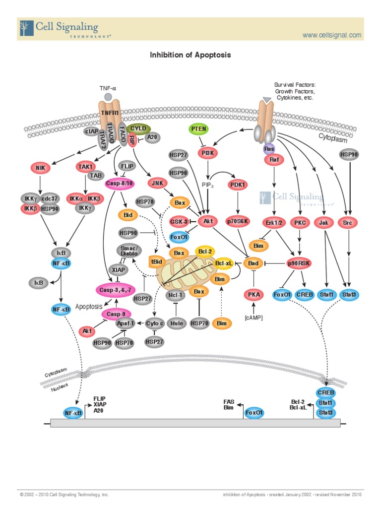 Inhibition of Apoptosis: TNF-α Survival Factors: Growth Factors ...
