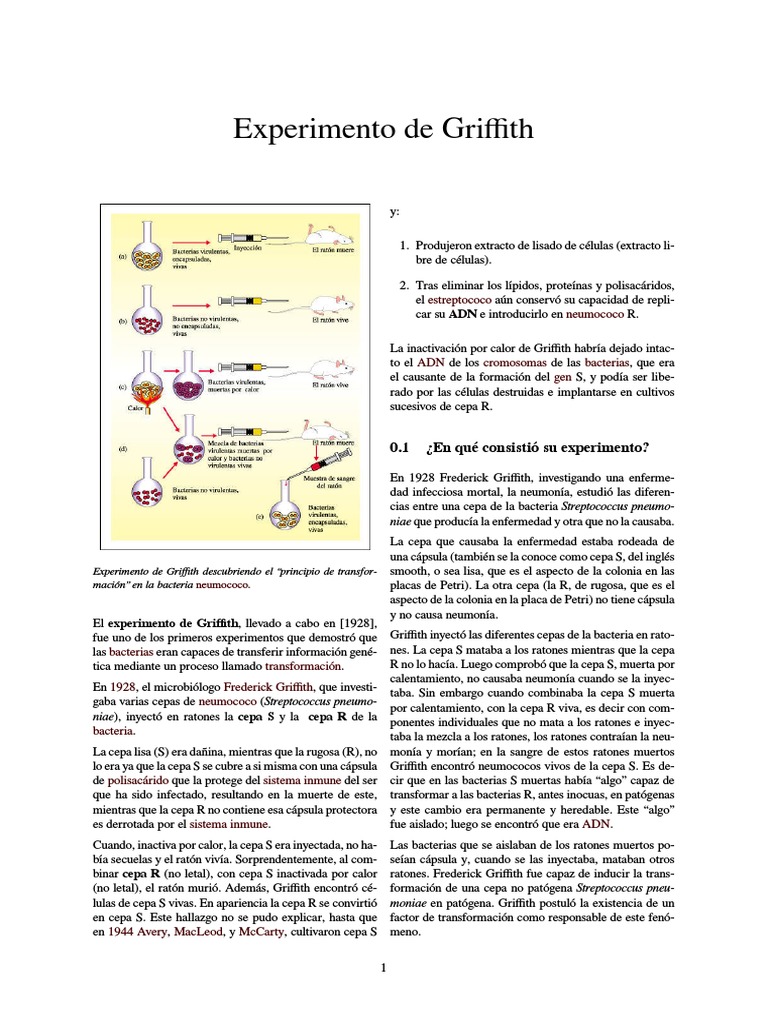Experimento de Griffith | PDF | Microbiología | Biología