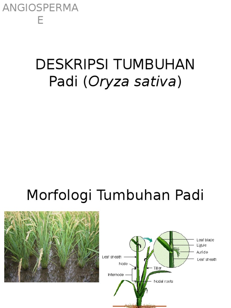 Morfologi dan Struktur Tanaman Padi | PDF