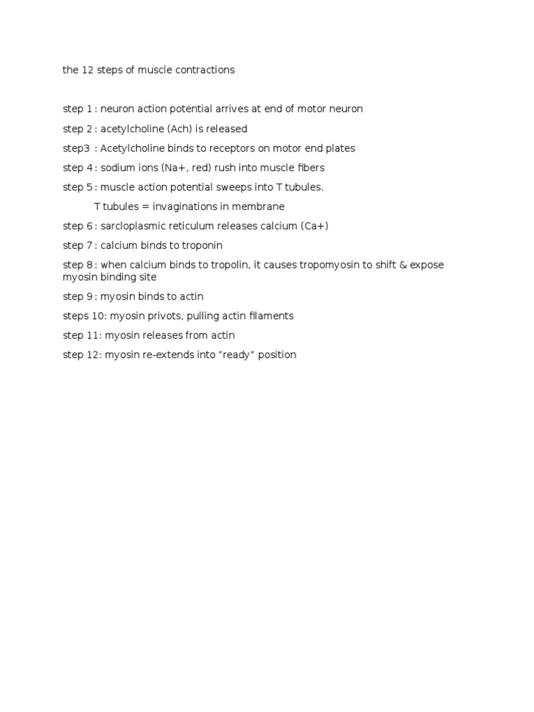 The 12 Steps of Muscle Contractions | PDF | Muscle Contraction | Myocyte