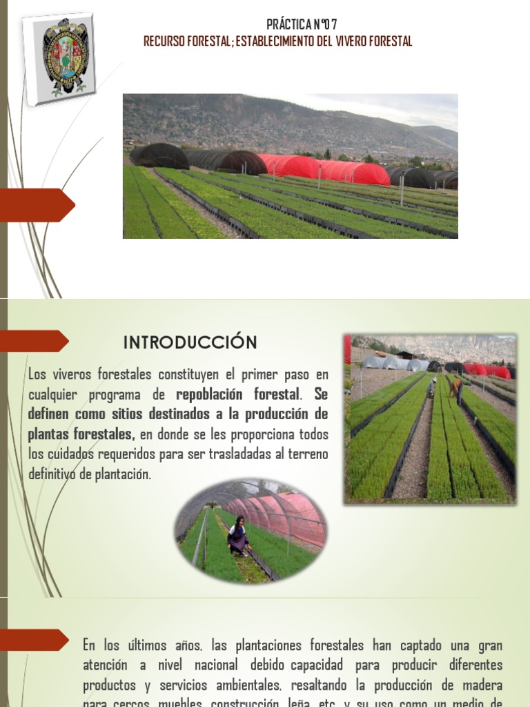 Practica 7 Vivero Forestales-2 | PDF | Los bosques | Siembra