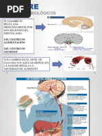 Termogenesis y Termolisis PDF | PDF | Agua | Termorregulación