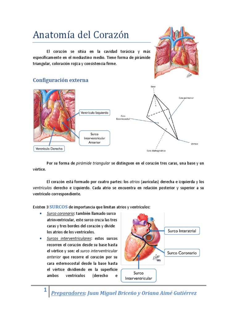 Anatomía del Corazón: Estructura y Función | PDF | Circulación ...