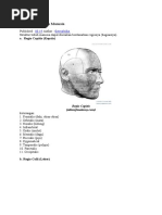 Regio Kepala Dan Leher Anatomi Topografi | PDF