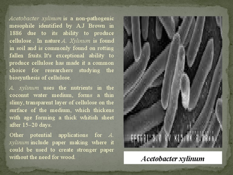 Acetobacter Xylinum | PDF