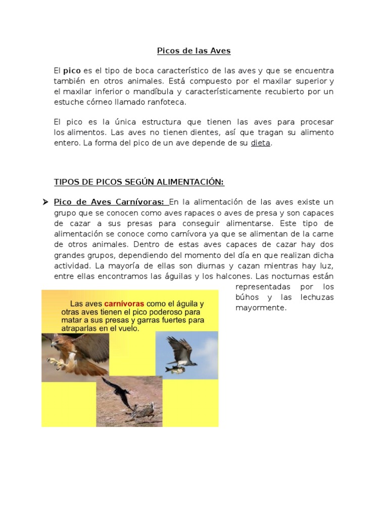 Tipos de Picos y Patas de Aves | PDF | Pico | Aves de presa