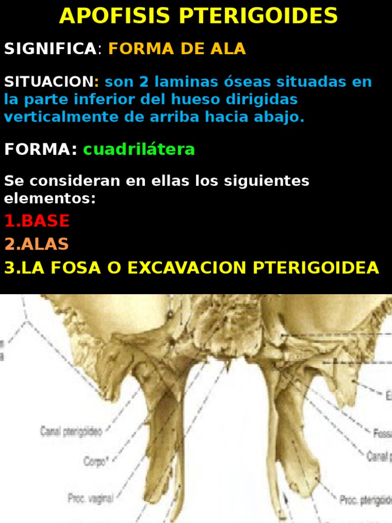 APOFISIS PTERIGOIDES | Skeletal System | Animal Anatomy