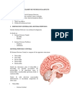 Tracto Rubroespinal | PDF | Cerebro | Neuroanatomía