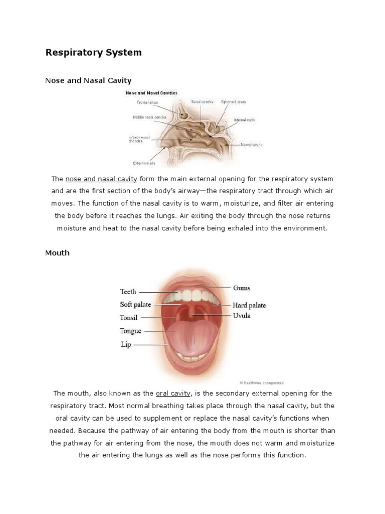 Respiratory System: Nose and Nasal Cavity | PDF | Lung | Respiratory System