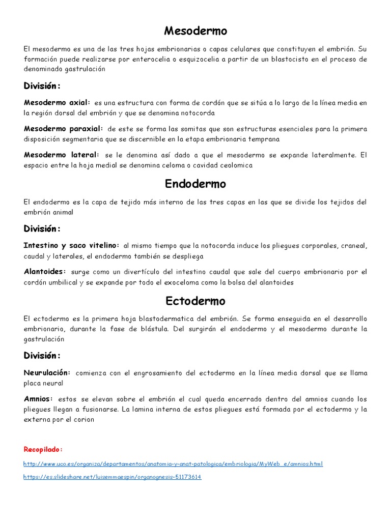Capas Embrionarias: Mesodermo, Endodermo y Ectodermo | PDF ...
